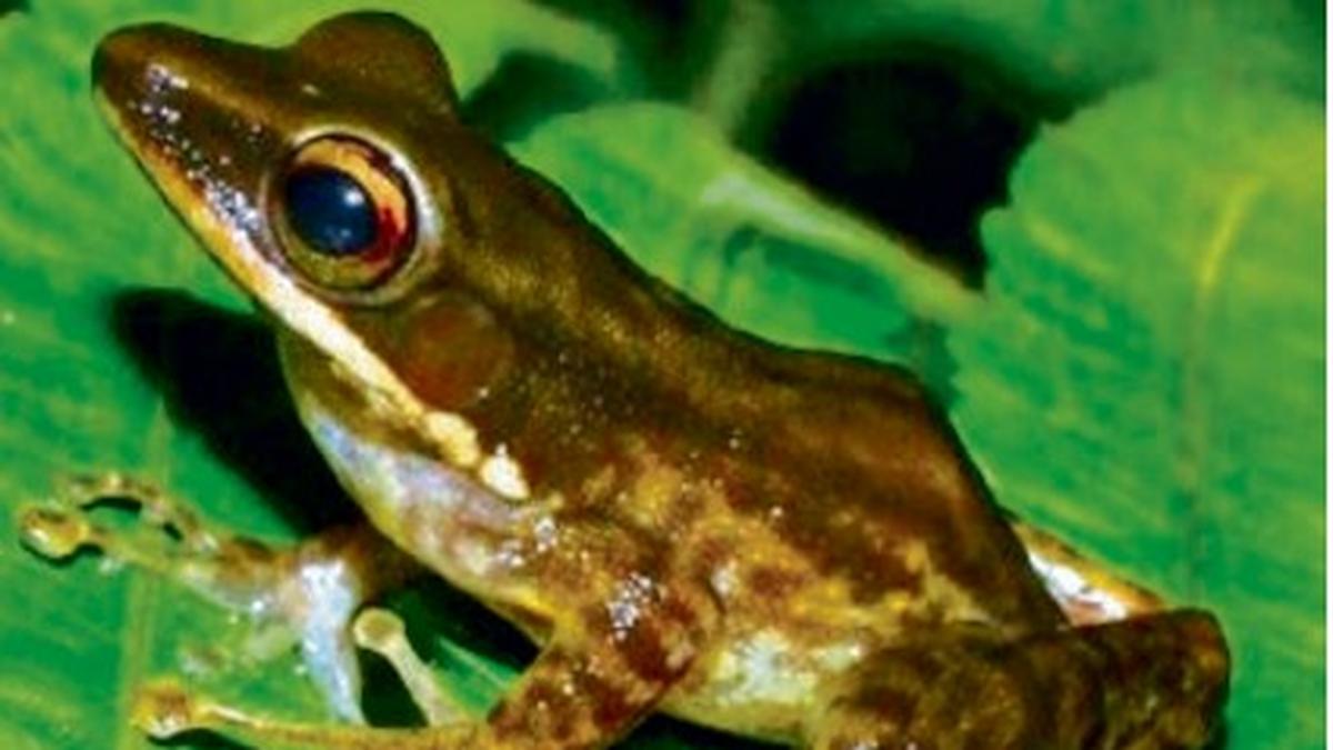 683 species added to India’s fauna, 433 taxa to its flora during 2024 - The Hindu