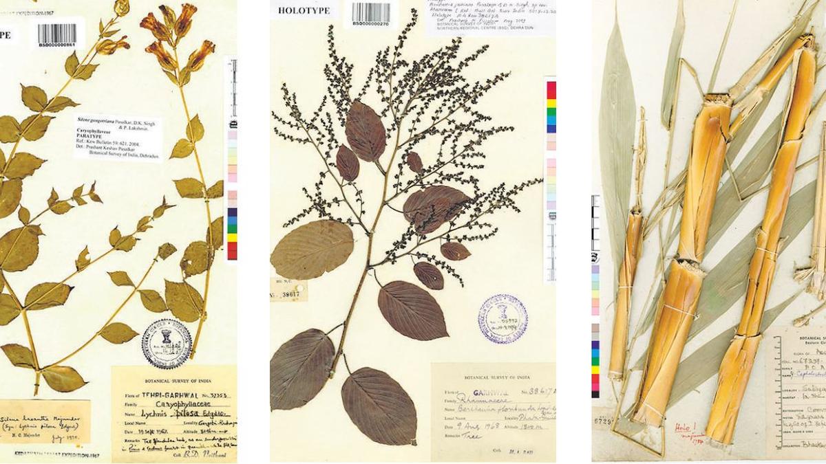 Indian Virtual Herbarium, biggest database of country’s flora, is a ...