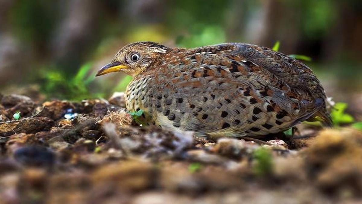 When a yellow-legged buttonquail came calling on the outskirts of ...