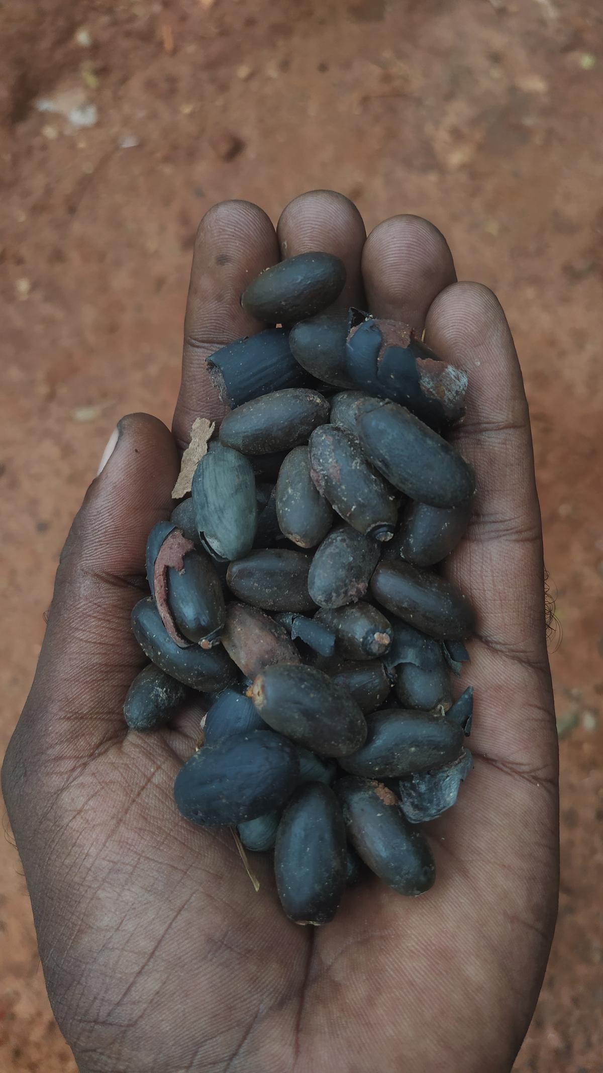 Meet the nomad on a bicycle journey across India to collect native ...