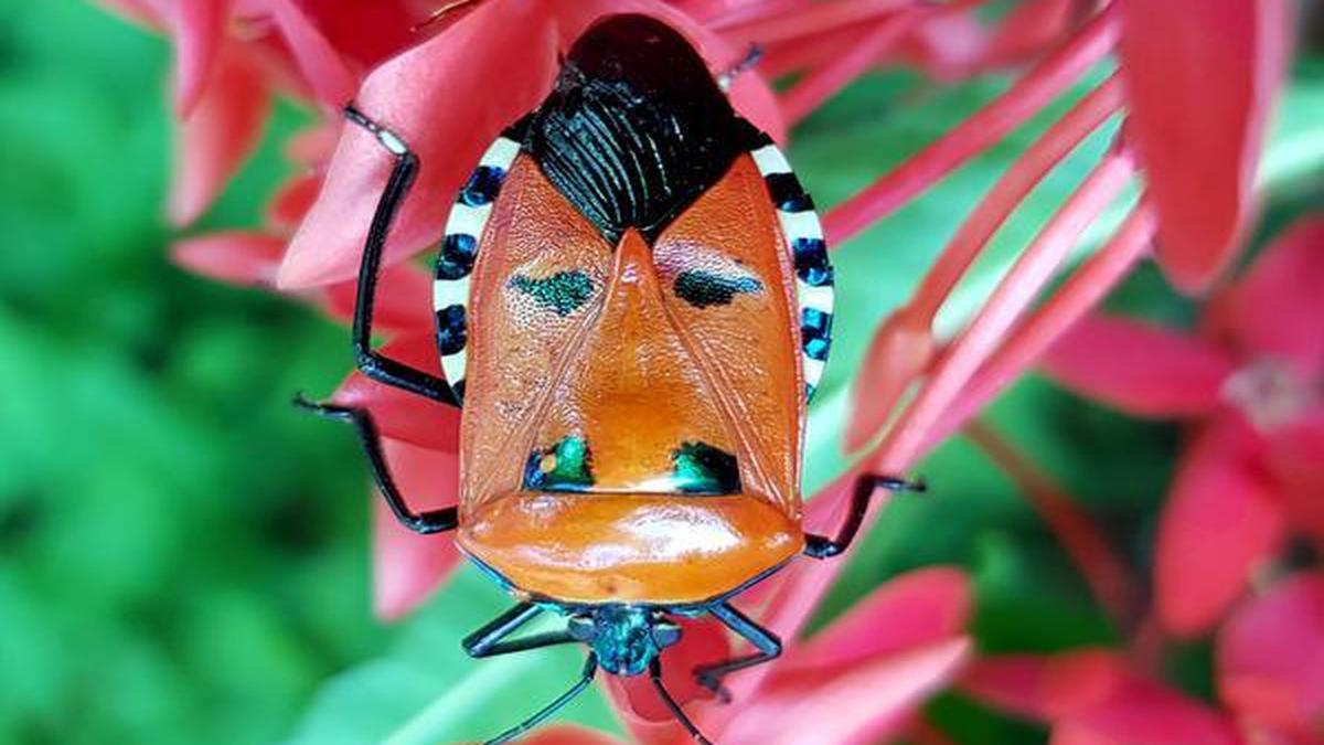 Golden oriole to the Asian koel, Hyderabad photographers Lakshmi ...