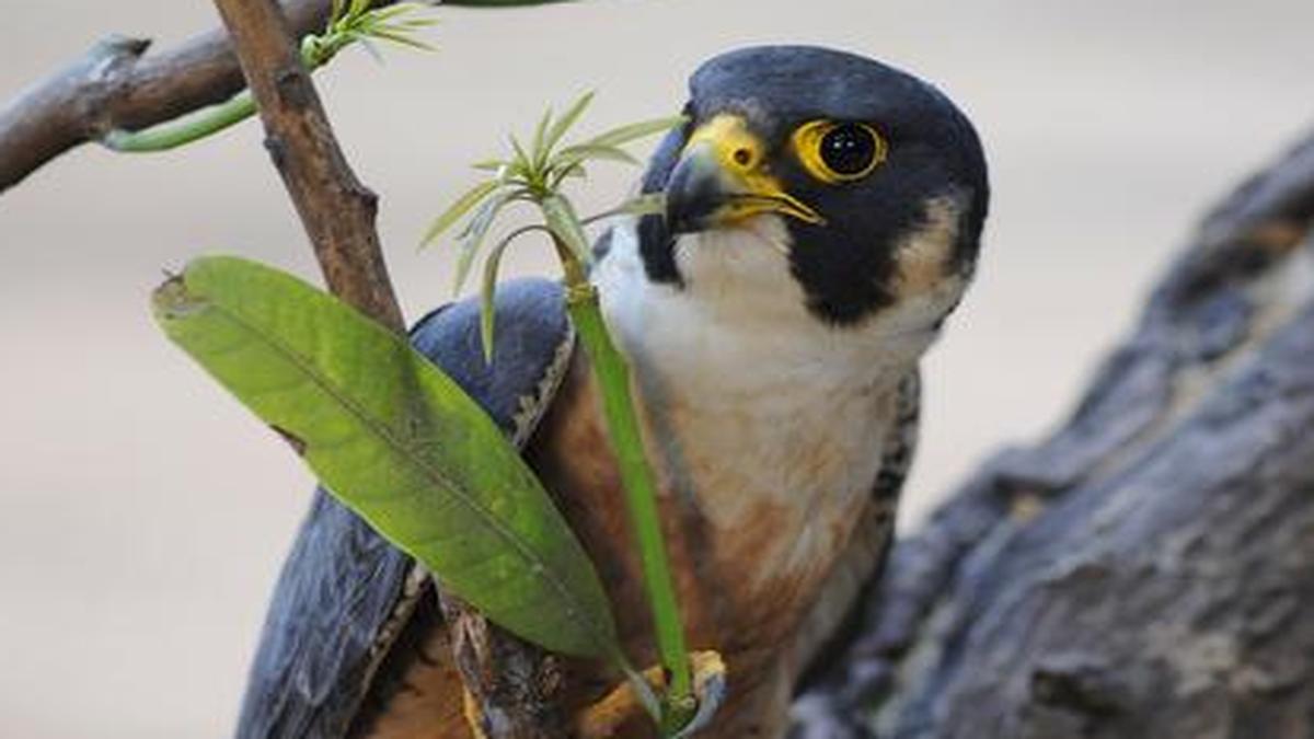 Shaheen falcon spotted at an apartment in Thiruvananthapuram - The Hindu