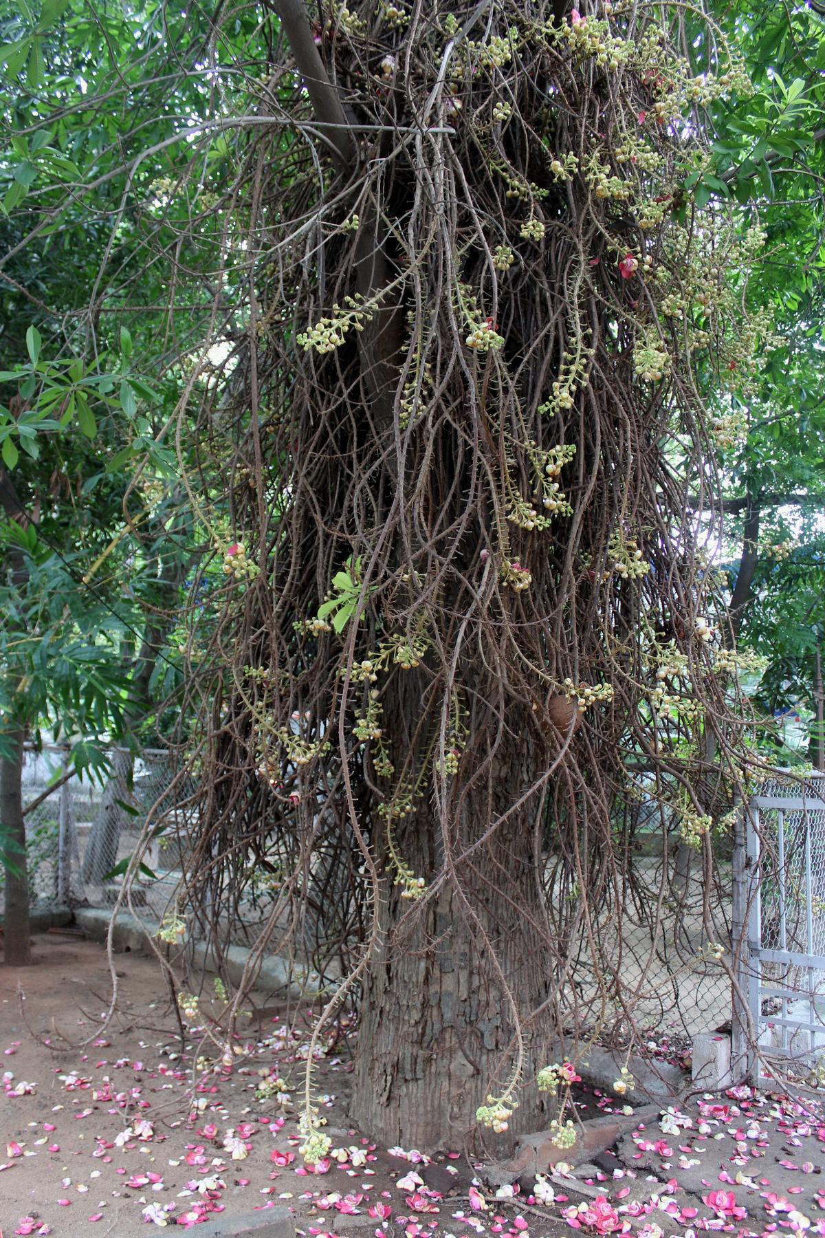 A canopy under threat | Why ecology must be prioritised over technology ...