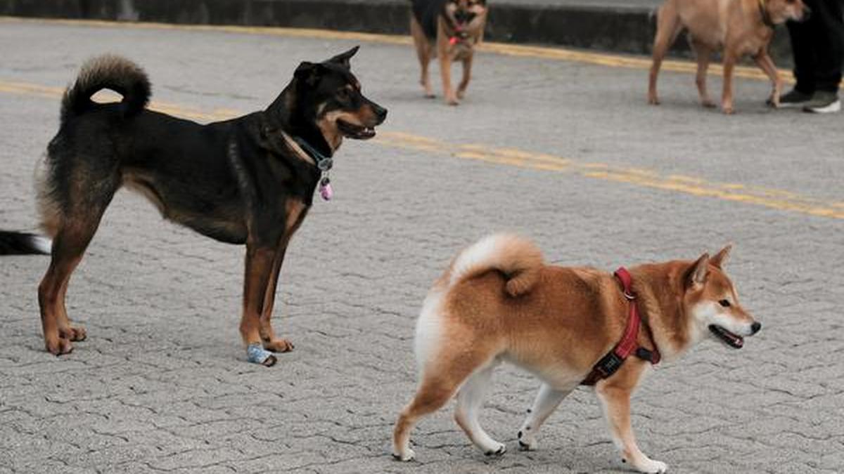Kochi’s love for community animals - The Hindu
