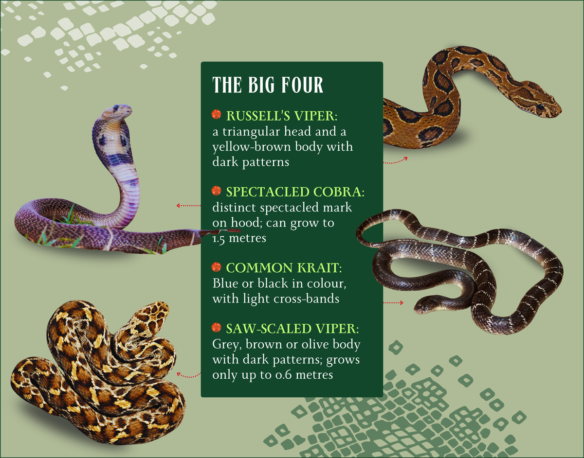 Snakebite capital | What India must get right - The Hindu