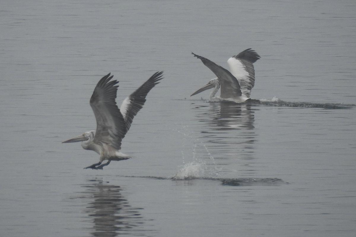 Chennai’s biodiversity hotspot: Discovering, and delving into Ennore’s ...