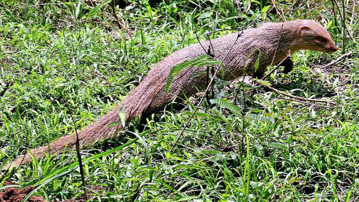 Encounters with the wild - The Hindu