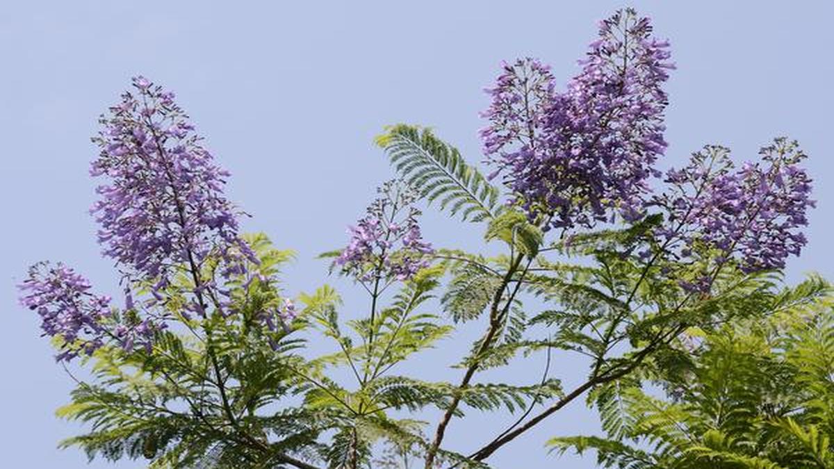 Everyone’s friend- Trees - The Hindu