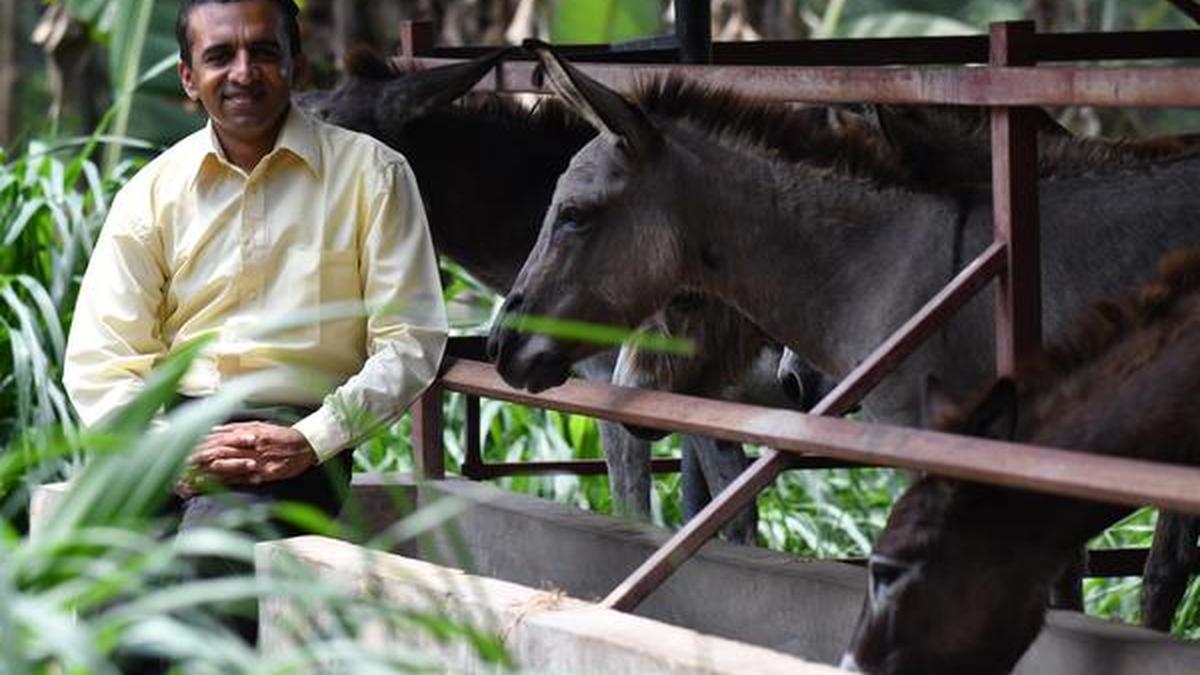 Aby and his donkey farm - The Hindu