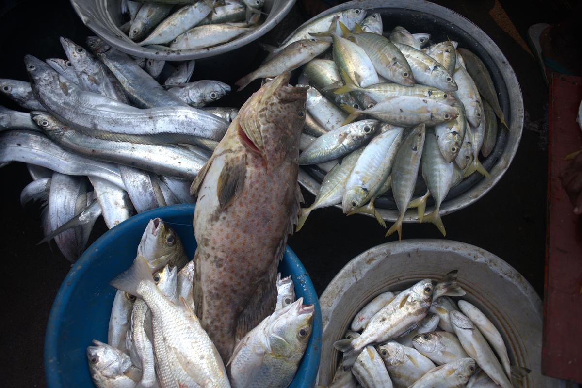 A seafood lover’s guide to lesser-known, pocket-friendly fish varieties ...