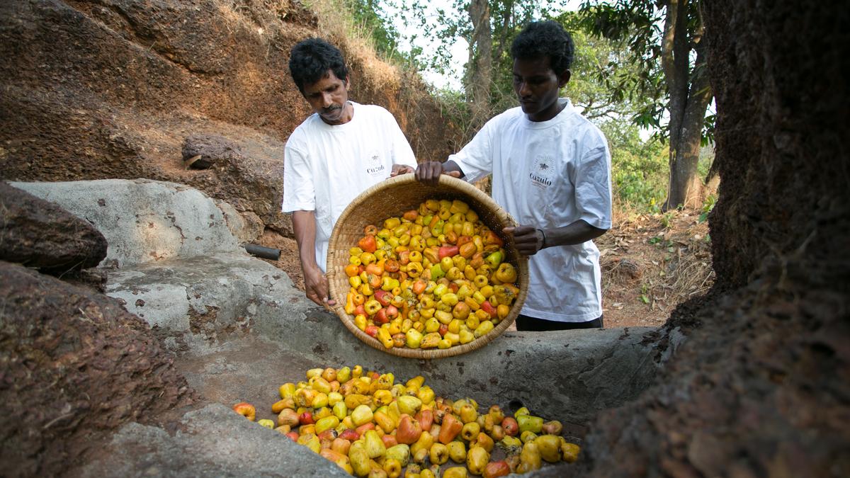 How to enjoy feni season right now in Goa - The Hindu