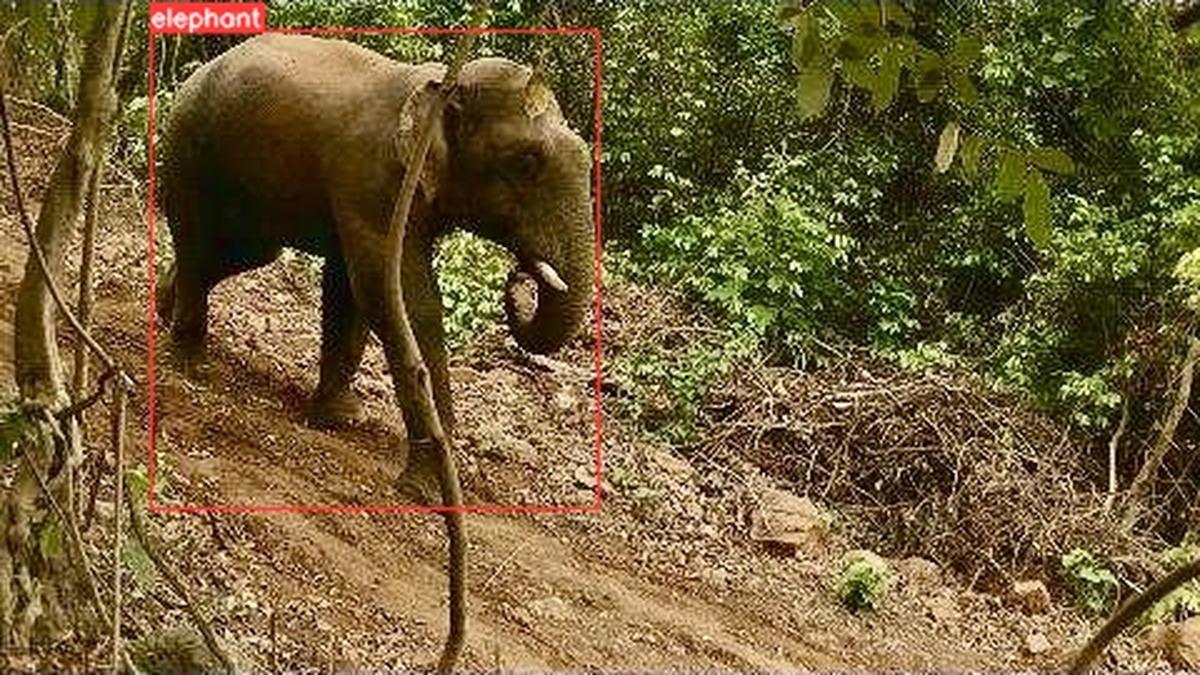 Is AI a potential solution to halt train-elephant collisions? - The Hindu