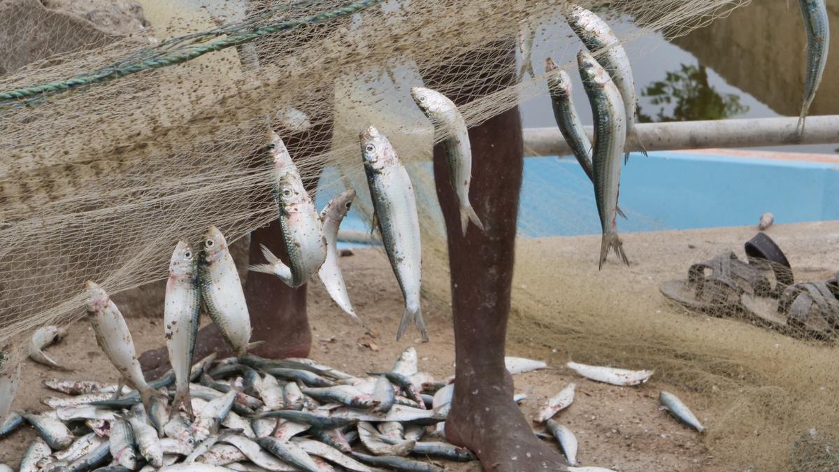 A seafood lover’s guide to lesser-known, pocket-friendly fish varieties ...