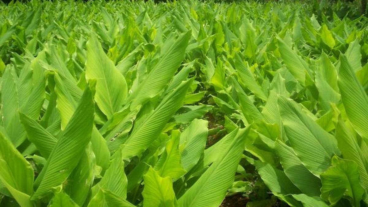 How three friends are giving a new lease of life to ‘kasturi manjal’ or ...