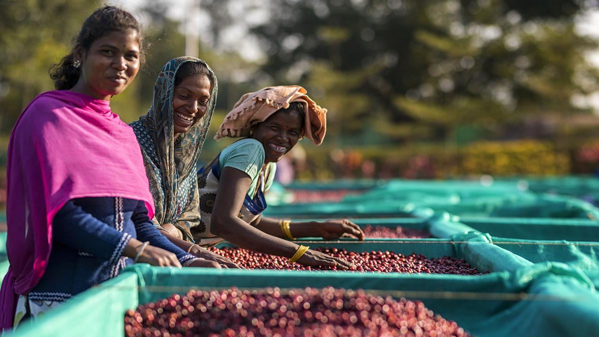 What lies ahead for Indian coffee? - The Hindu