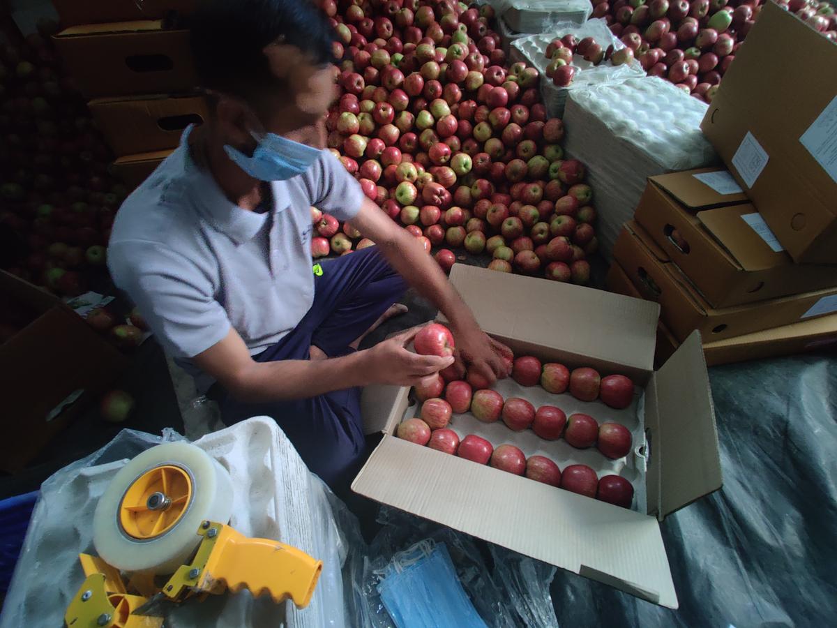 A-budget-sale-for-Tons-Valley-apple-farmers-by-Anand-Sankar - The Hindu