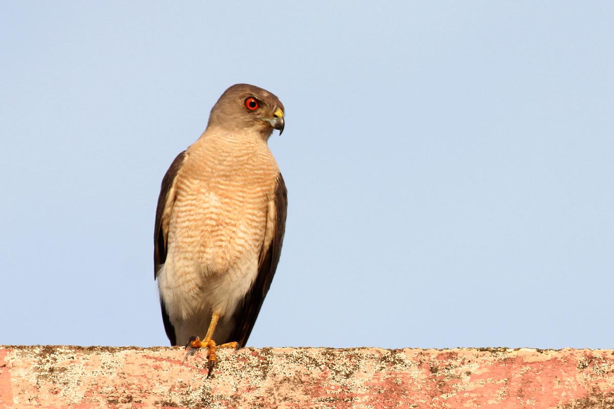 Chennai welcomes migratory birds. Here is a guide to begin bird ...