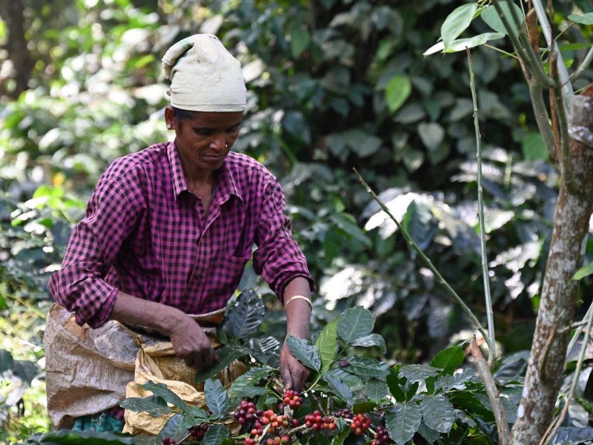 What lies ahead for Indian coffee? - The Hindu