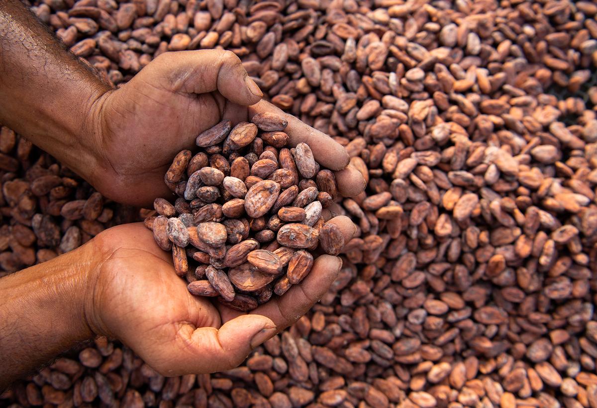 The big chocolate meltdown | Why 2024 cocoa prices are driving people ...