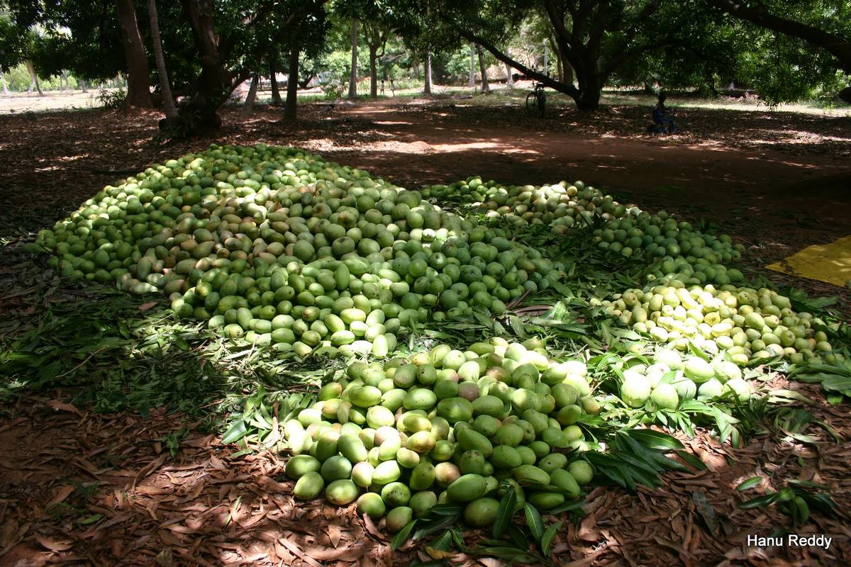 Mango Season In Tamilnadu at Madeline Hardwicke blog