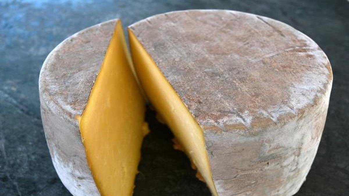 Thank the mites in your cheddar - The Hindu