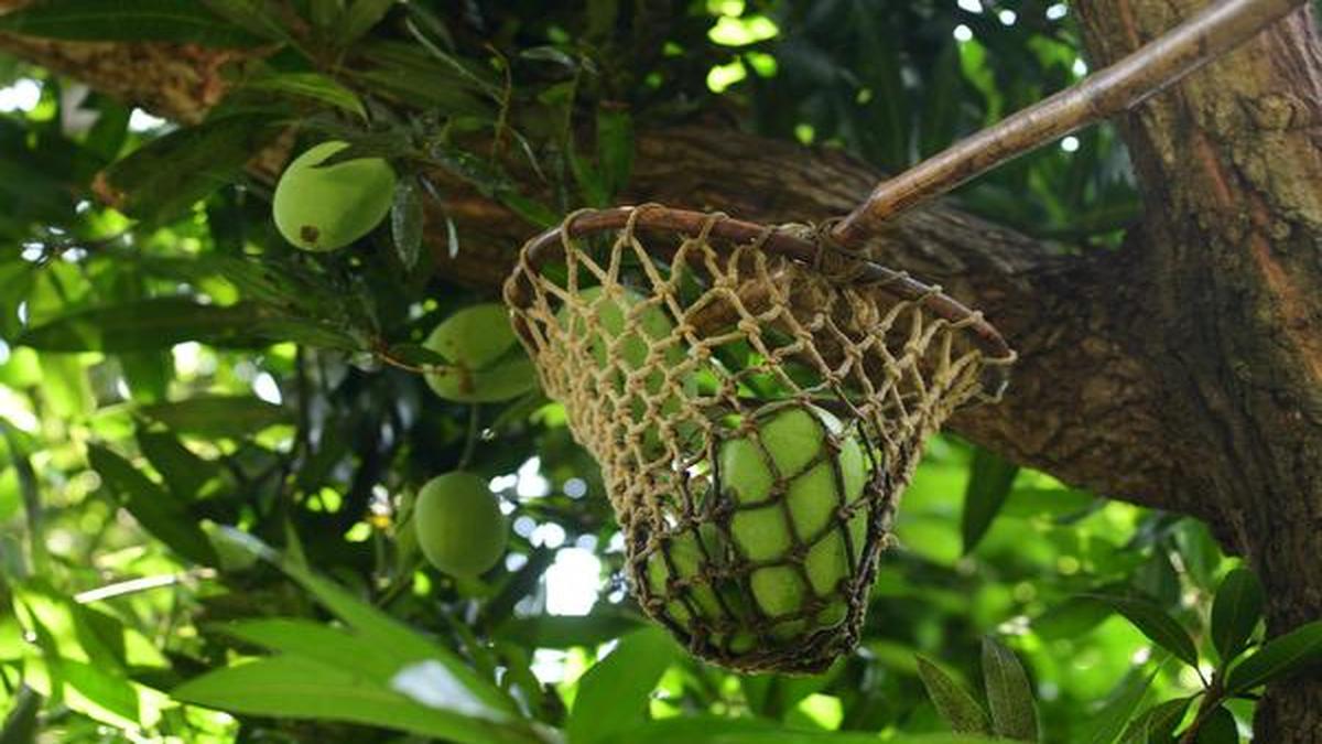 The Imam Pasand mangoes of Srirangam - The Hindu