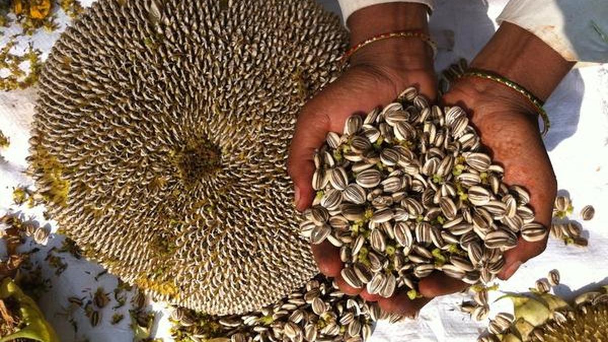 Saving India’s heirloom seeds - The Hindu