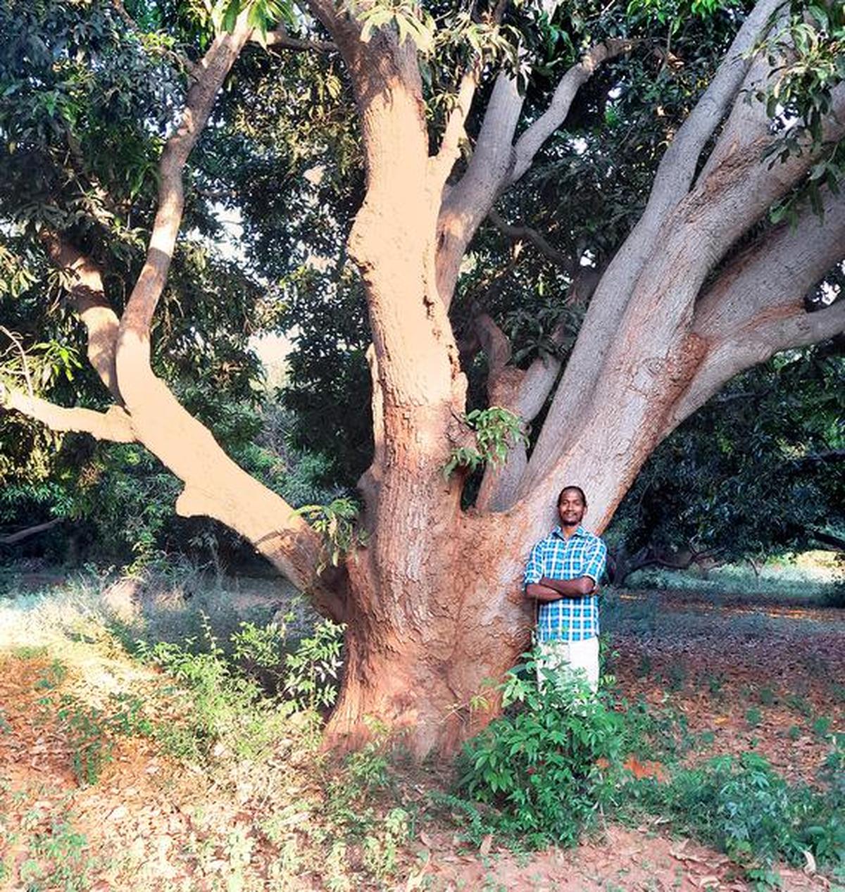 Why farmers are focusing on the indigenous mango varieties of Tamil ...