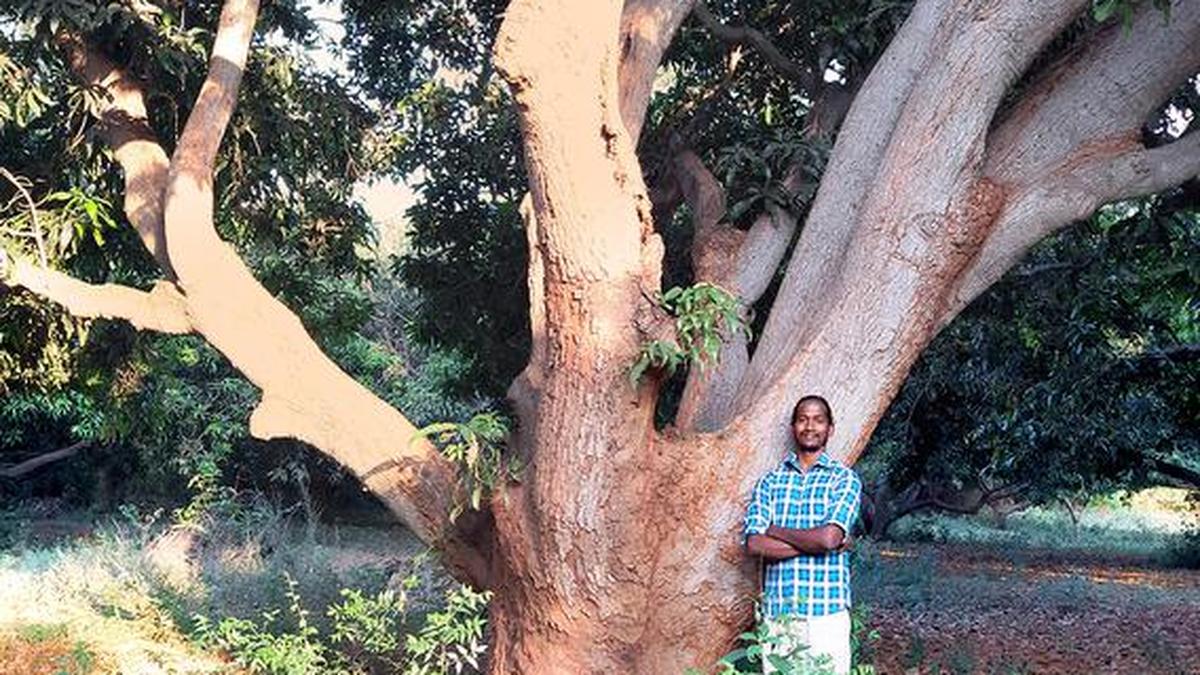 Why farmers are focusing on the indigenous mango varieties of Tamil ...