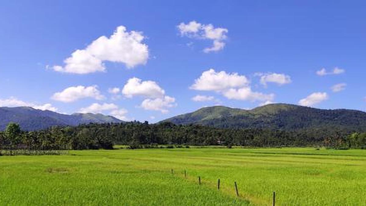 Celebrate Onam with a rice bouquet from Thirunelly Agri Producer ...