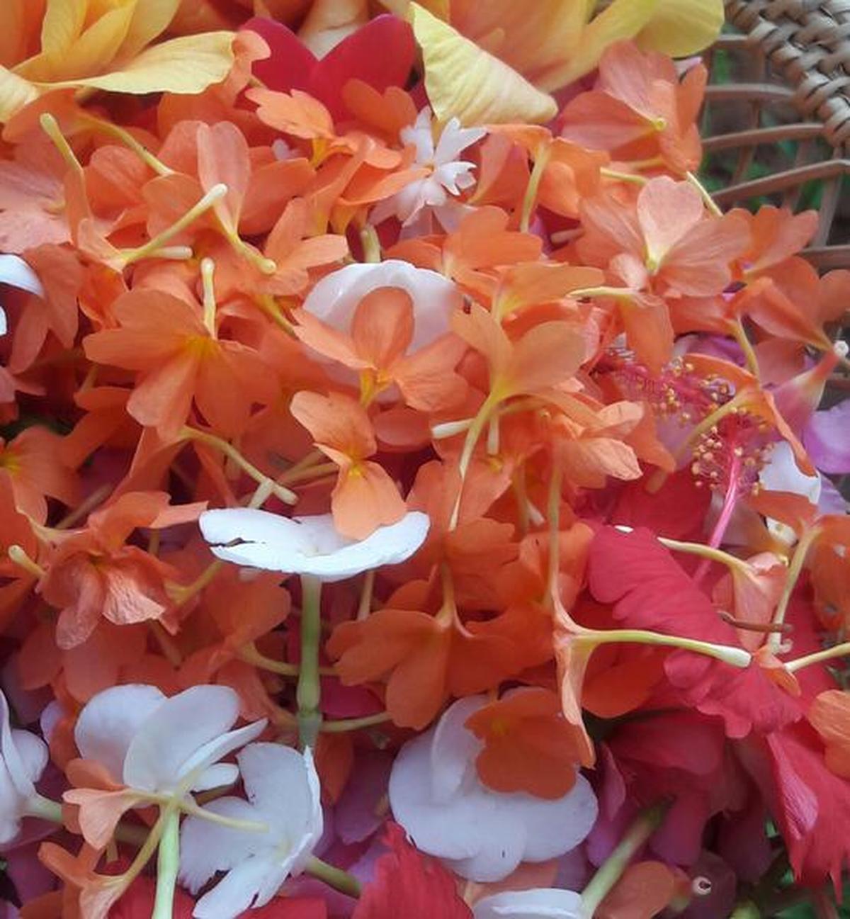 Indian Flowers Names In Hindi