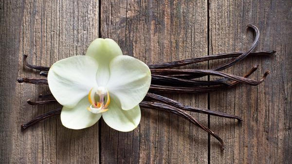 Pollachi's unlikely experiment with growing and exporting premium ...