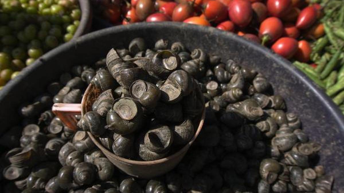 paddy field snails in nagaland cuisine - The Hindu
