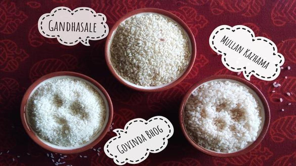 On the revival of scented rices - The Hindu