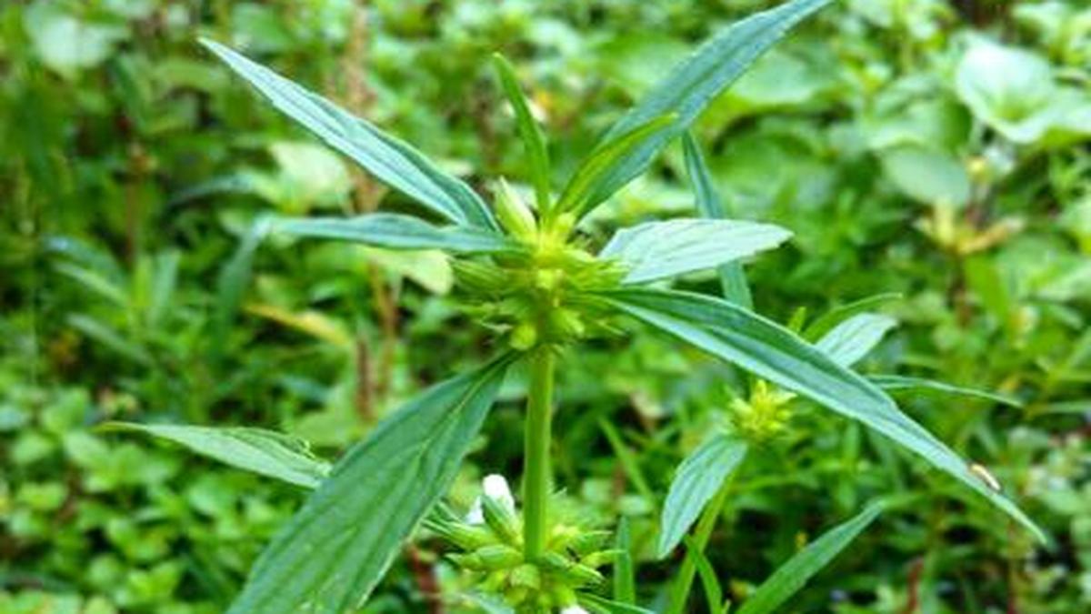 A weed that cures - The Hindu