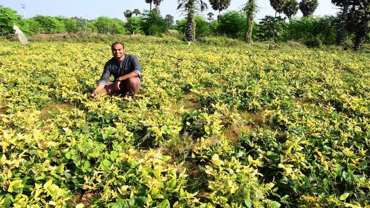 Young Keralite Ibrahim Shafeel has transformed patches of the arid ...