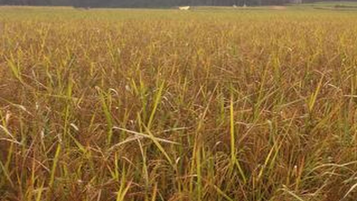 Indigenous rice varieties make a comeback - The Hindu