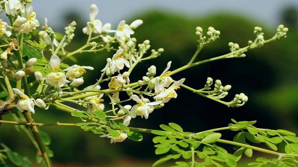 On the table: Moringa flowers - The Hindu