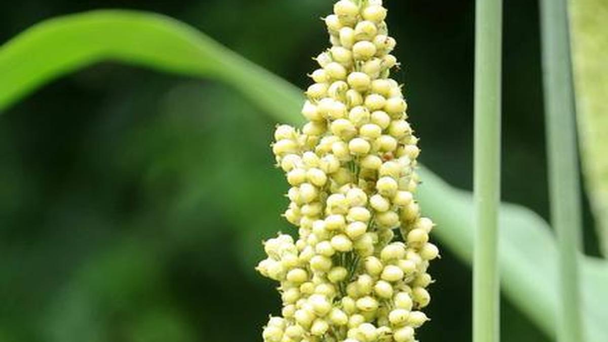 On the table: Ponkh - The Hindu