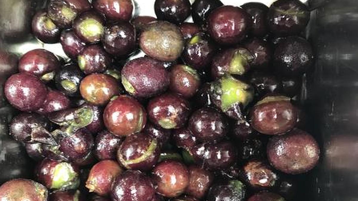 A very berry nut - The Hindu