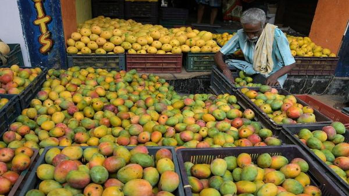 What’s your favourite mango? Mylapore fruit sellers share their picks ...