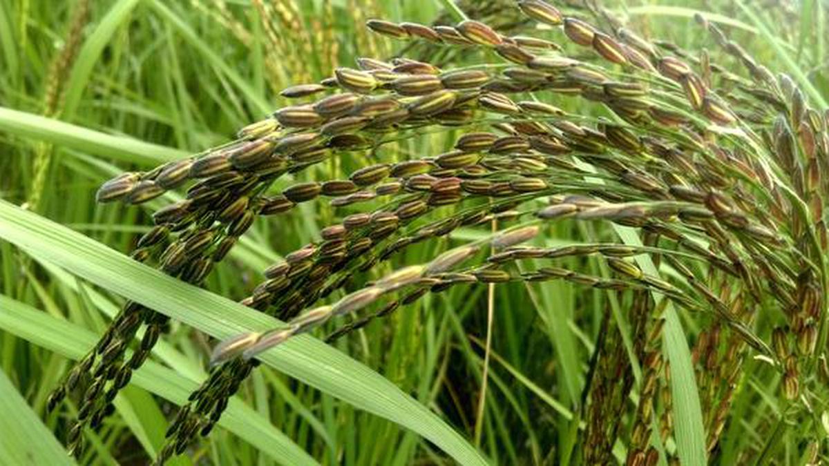 How Tamil Nadu’s farmers revived heritage rice varieties over decades ...