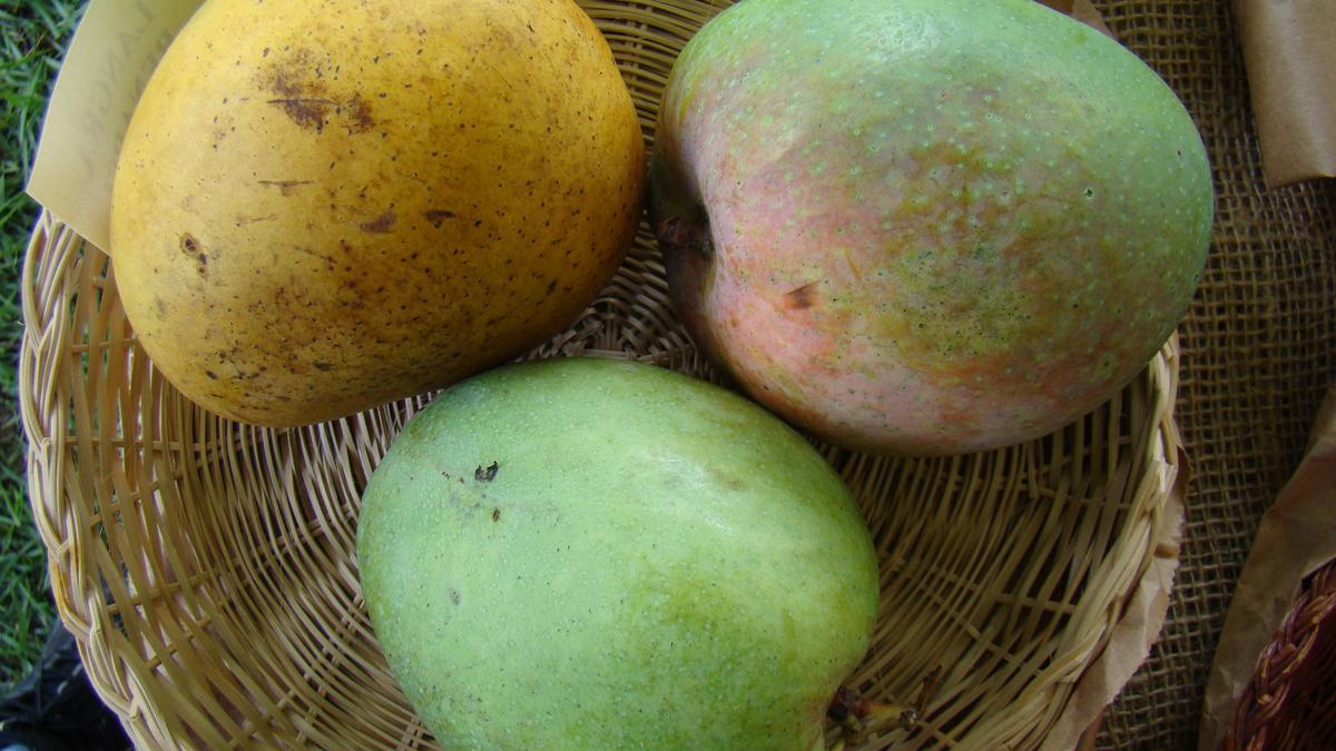 The Banarasi Langra mango of Varanasi earns a coveted GI Tag - The Hindu