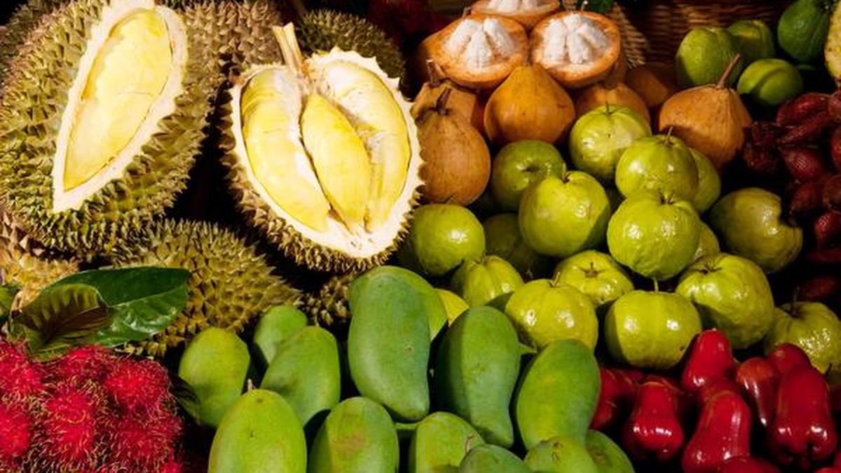 In the kingdom of fruit - The Hindu