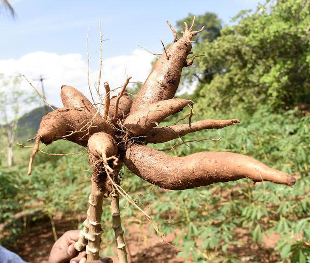How tapioca came to Travancore - The Hindu