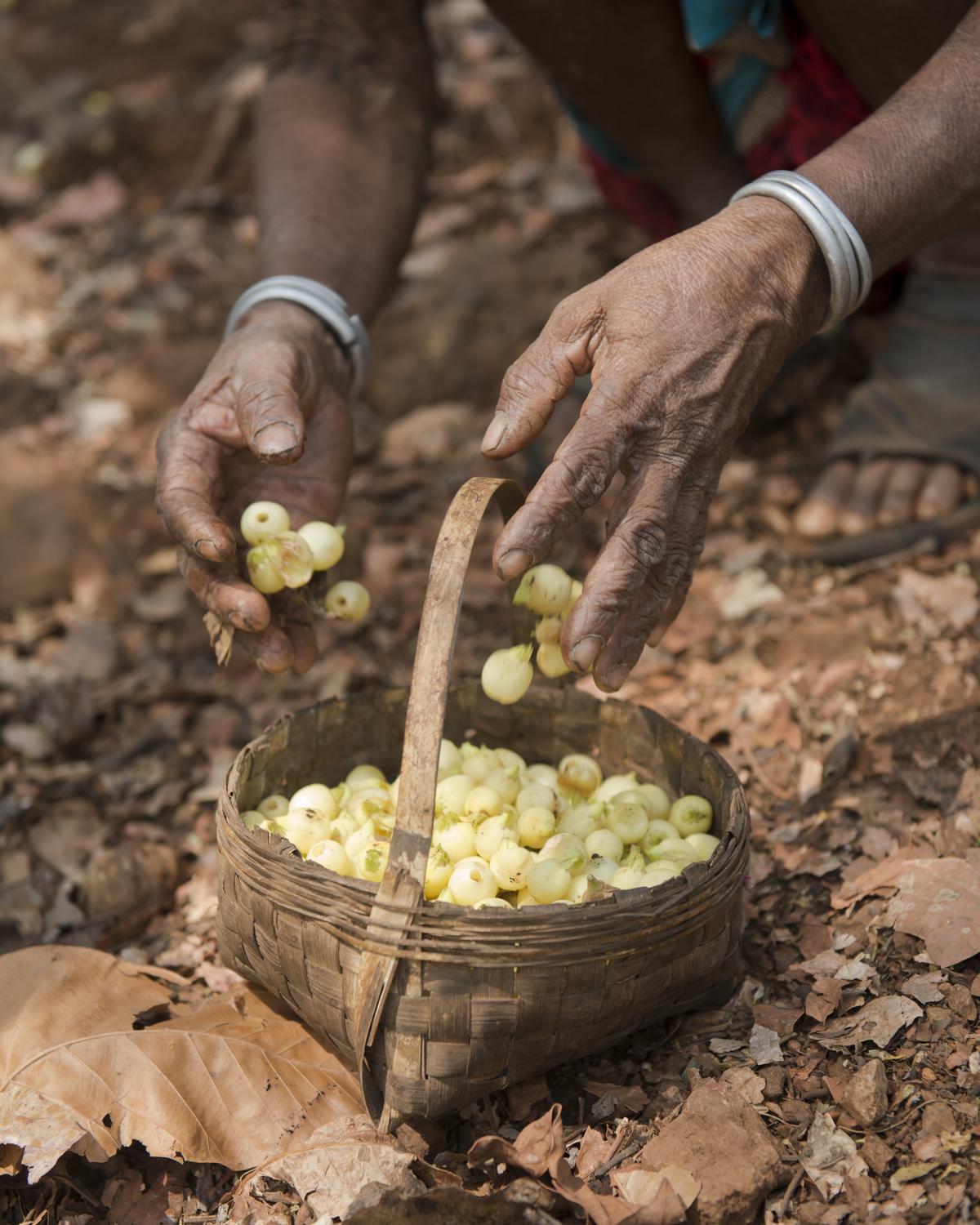 Once banned by the British Raj, mahua features in India’s first sipping ...