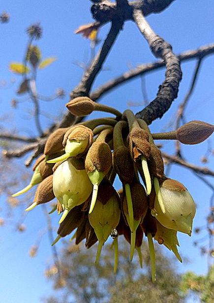 Mahua Flower