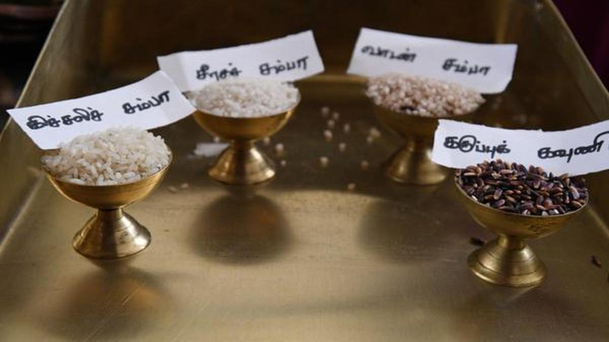 Rice, grown with all things nice - The Hindu