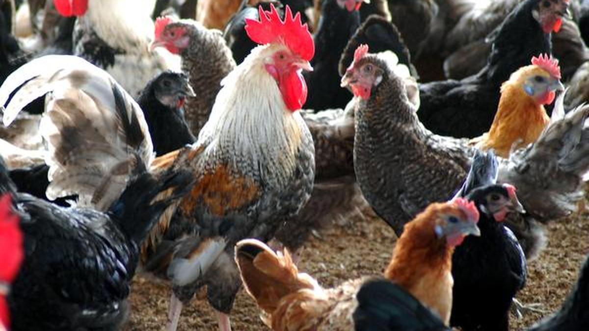 Why the country chicken is now ruling the roost - The Hindu