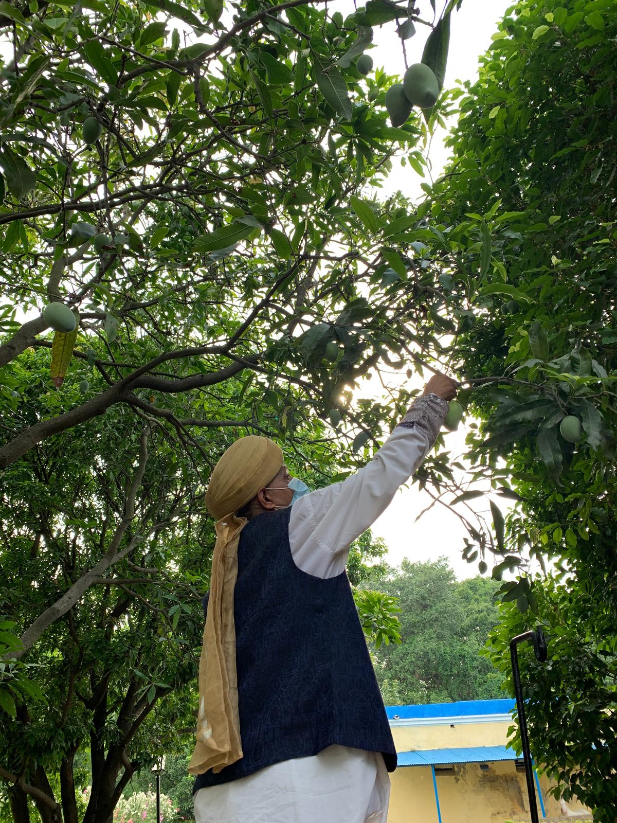 The Banarasi Langra mango of Varanasi earns a coveted GI Tag - The Hindu